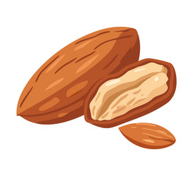 Pili nut icon cartoon style Royalty Free Vector Image