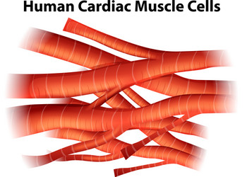 Cartoon of human hearth anatomy Royalty Free Vector Image