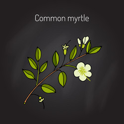 Myrtle Drawing Vector Images (91)