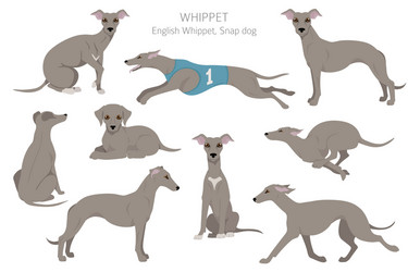 Whippet Cartoon Vector Images (over 150)