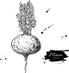 Maca Vector Images (over 200)