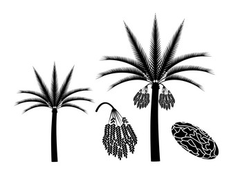 Silhouette of palm trees with ornamental swirls Vector Image
