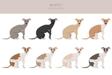 Whippet Cartoon Vector Images (over 150)