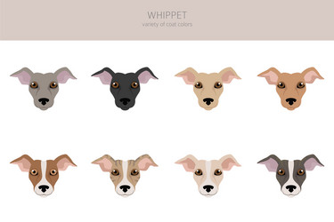 Whippet Cartoon Vector Images (over 150)