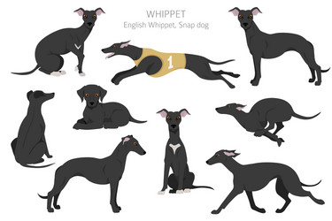 Whippet Cartoon Vector Images (over 150)