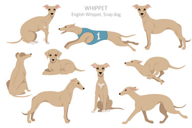Whippet Cartoon Vector Images (over 150)