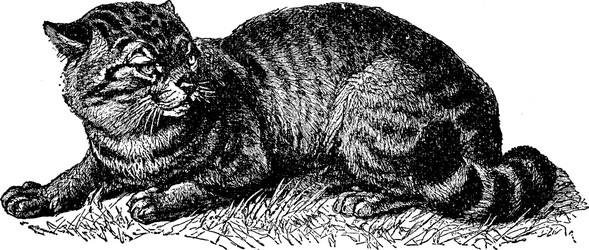 Wildcat Vector Images (over 10,000)