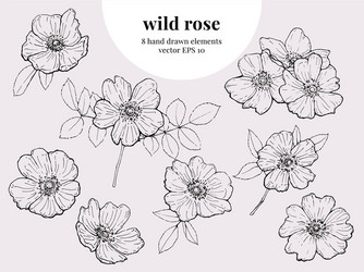 Wild rose white outline Royalty Free Vector Image