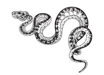 Snake sketch hand drawing tattoo isolated Vector Image