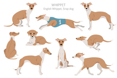 Whippet Cartoon Vector Images (over 150)