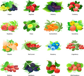 Forest berry sweet fruit isolated on white Vector Image