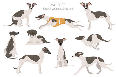 Whippet Cartoon Vector Images (over 150)