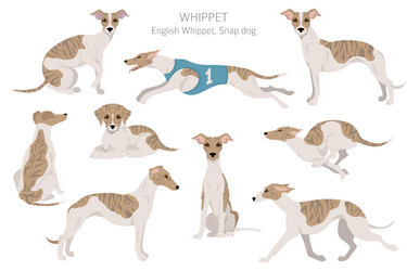 Whippet Cartoon Vector Images (over 150)