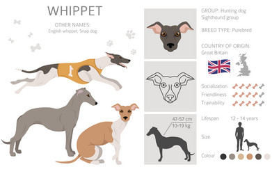Whippet Cartoon Vector Images (over 150)