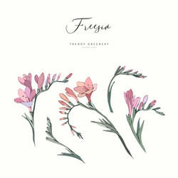 Freesia Vector Images (over 1,000)