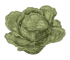 Realistic cabbage vegetable Royalty Free Vector Image