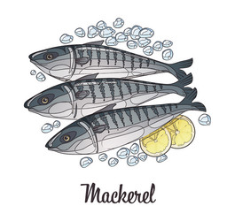 Frozen mackerel fish cartoon Royalty Free Vector Image