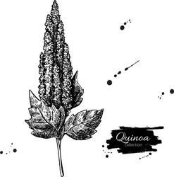 Quinoa Vector Images (over 1,300)
