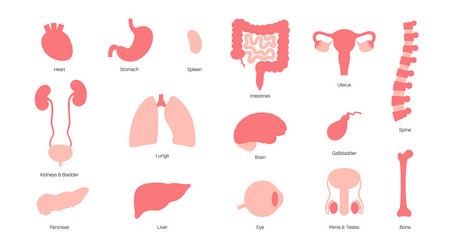 Human internal organs set Royalty Free Vector Image