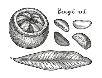 Brazil nut tree backdrop vintage culinary nuts Vector Image