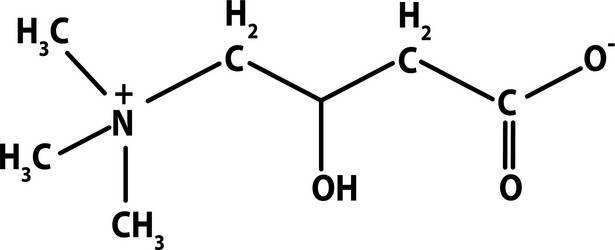 Vitamin b11 l-carnitine molecular chemical Vector Image