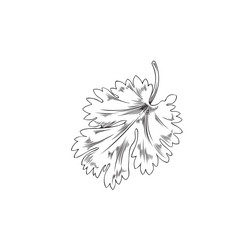 Coriander Outline