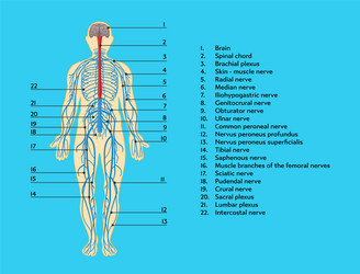 Erection Anatomy Vector Images (82)