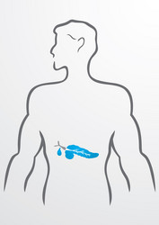 Human Pancreas Vector Images (over 4,700)