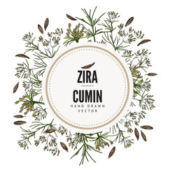 Cumin Vector Images (over 1,400)