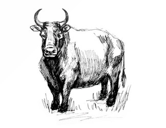 Bull Drawing Vector Images (over 15,000)