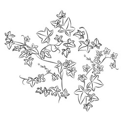 Ivy Outlines Vector Images (over 690)