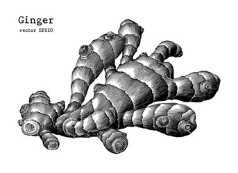 Fresh ginger root ink sketch Royalty Free Vector Image