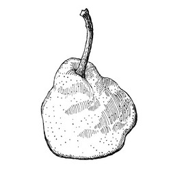 Seamless pattern engraving of a pear Royalty Free Vector