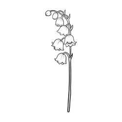 Drawing flower of lily valley Royalty Free Vector Image
