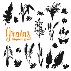 Reed silhouette set Royalty Free Vector Image - VectorStock