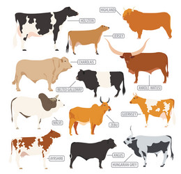 Different cows colors set Royalty Free Vector Image