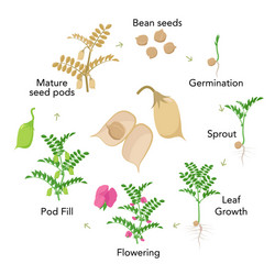 Peanut growth stages in flat Royalty Free Vector Image
