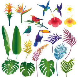 Tropical objects set Royalty Free Vector Image