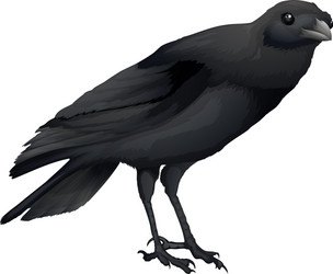 Large black bird crow cawing or squawking Vector Image
