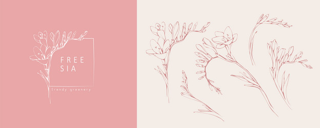 Freesia flowers logo and branch hand drawn Vector Image