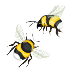Two bees flying cartoon isolated on white Vector Image