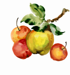 Pomegranate with leaves fresh fruit drawing Vector Image
