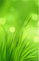 Frash spring green grass background Royalty Free Vector
