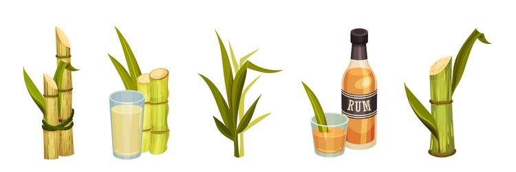 Sugar cane green plant stem with rum bottle Vector Image