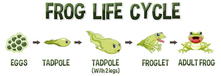 Frog Life Cycle Clip Art