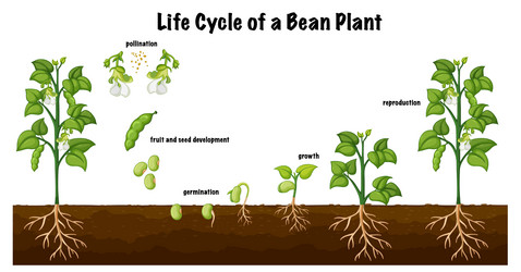 Life Cycle Of A Bean Plant