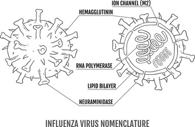 Structure of the influenza virus infographics Vector Image