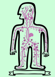 Lymphatic circulation system diagram Royalty Free Vector