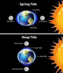 Diagram showing spring tides Royalty Free Vector Image