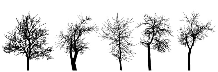 Lime Tree Vector Images (over 2,600)